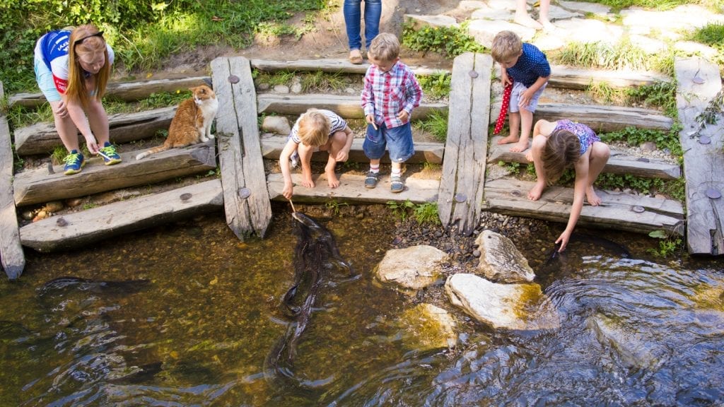 About Jester House – Jester House Café and Tame Eels